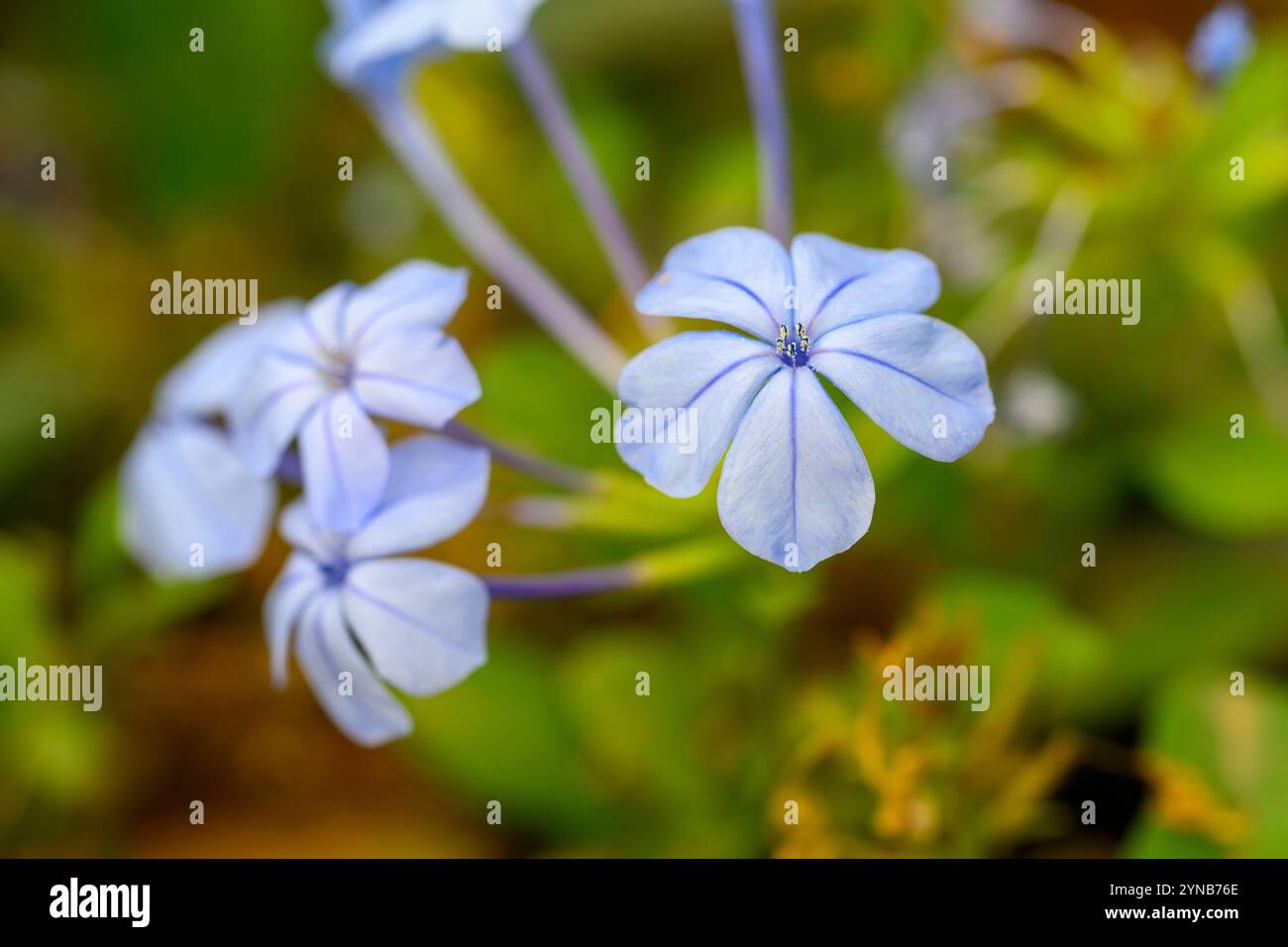 Blue flowers of a Cape leadwort flowers (Plumbago capensis). Plumbago ...