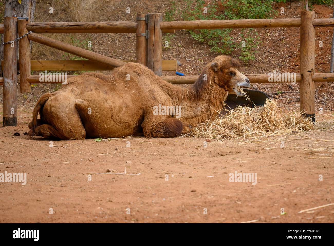 Bactrian camel (Camelus ferus) chewing food Photographed in captivity ...