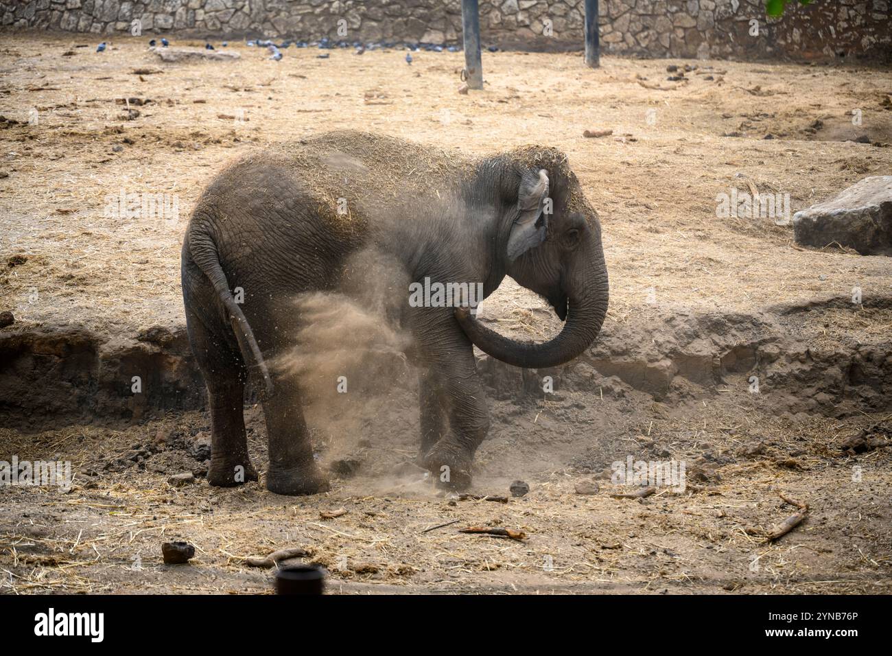 Juvenile Asian elephant (Elephas maximus 4 years old), also known as ...