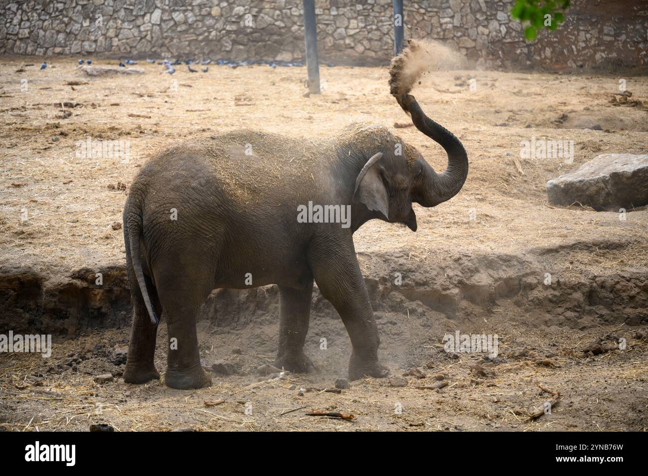 Juvenile Asian elephant (Elephas maximus 4 years old), also known as ...