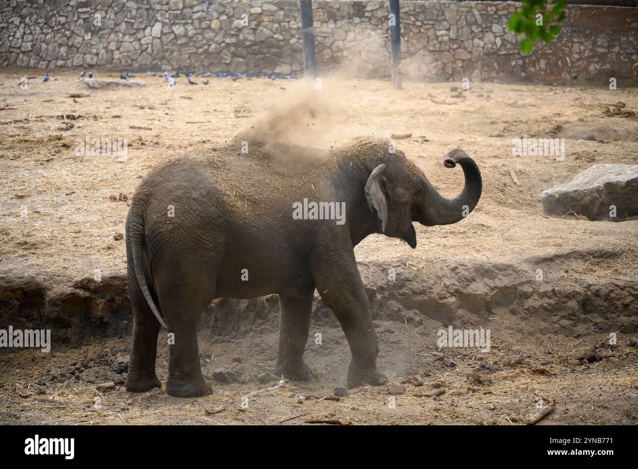 Juvenile Asian elephant (Elephas maximus 4 years old), also known as ...