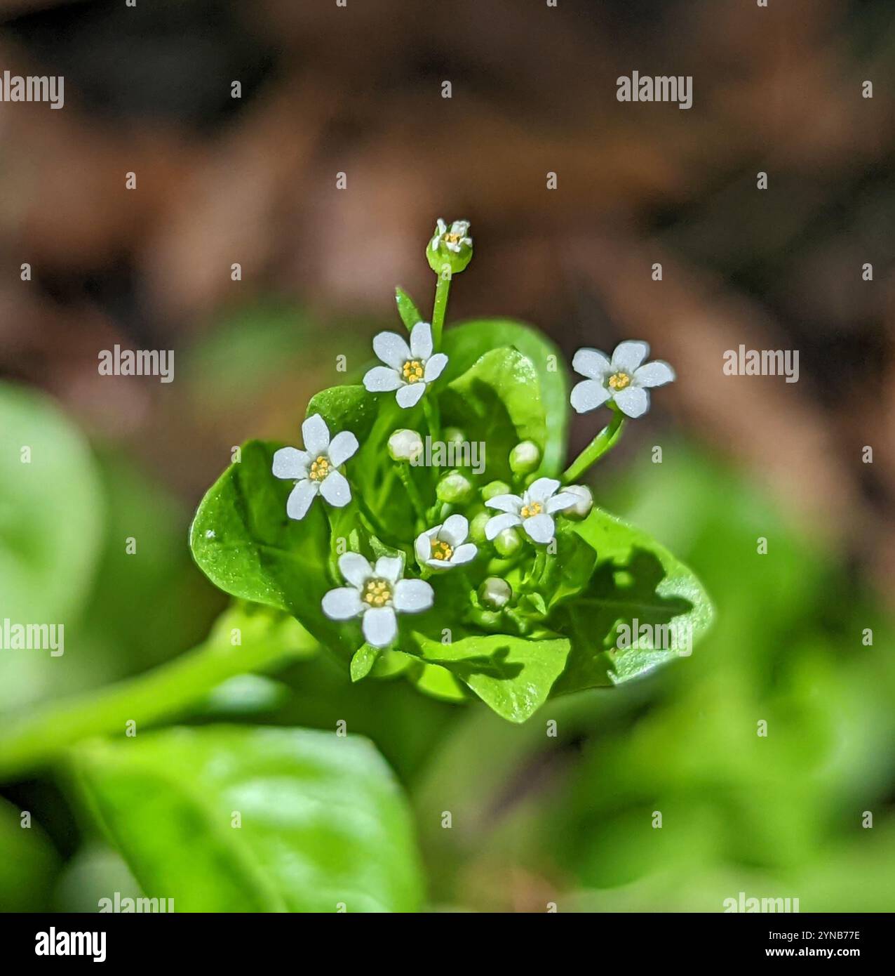 seaside brookweed (Samolus parviflorus Stock Photo - Alamy