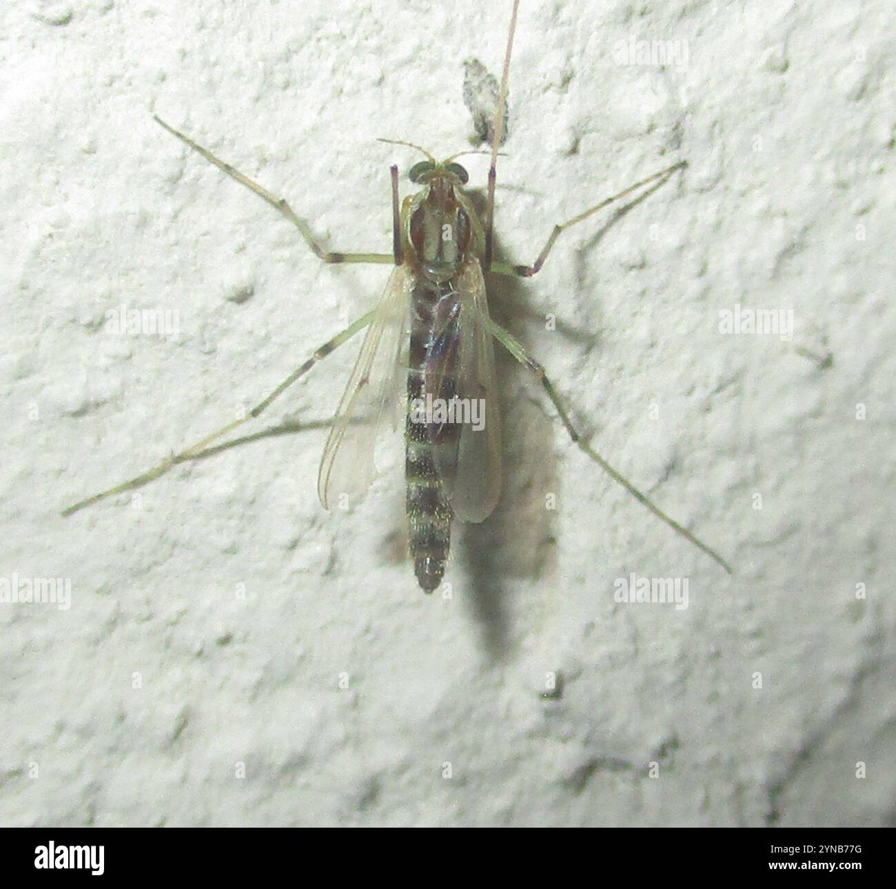 Non-biting Midges (Chironomidae Stock Photo - Alamy