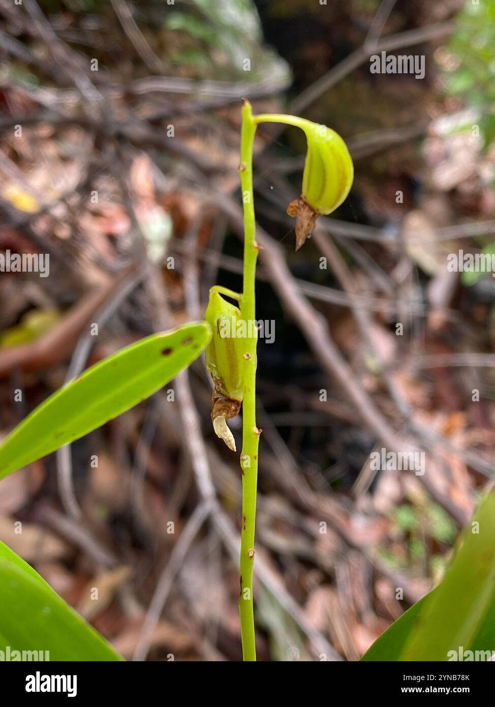 Monophyllum hi-res stock photography and images - Alamy