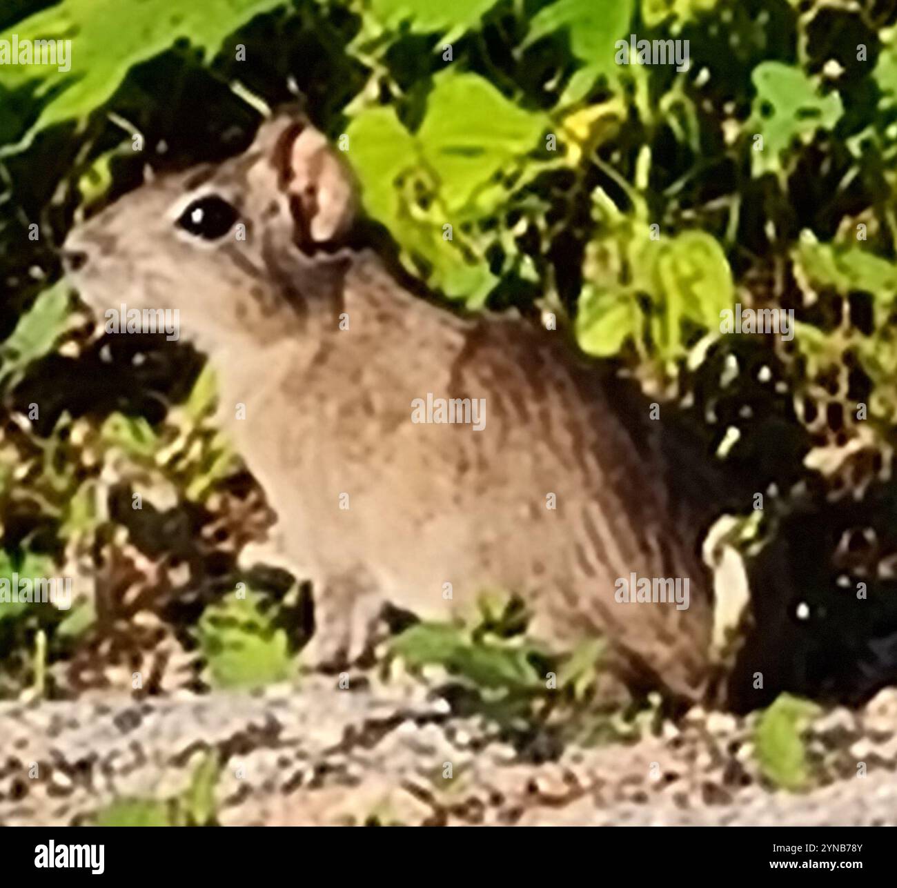Cavies hi-res stock photography and images - Alamy