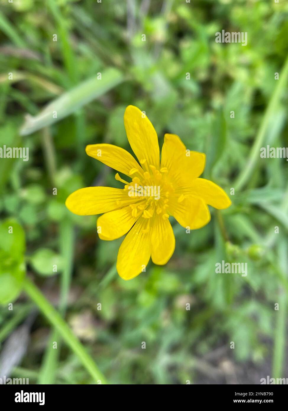 California buttercup (Ranunculus californicus Stock Photo - Alamy