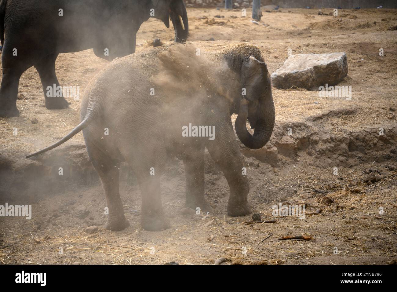 Juvenile Asian elephant (Elephas maximus 4 years old), also known as ...