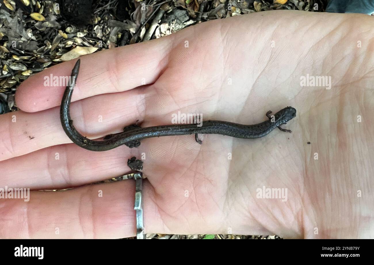 California Slender Salamander (Batrachoseps attenuatus Stock Photo - Alamy