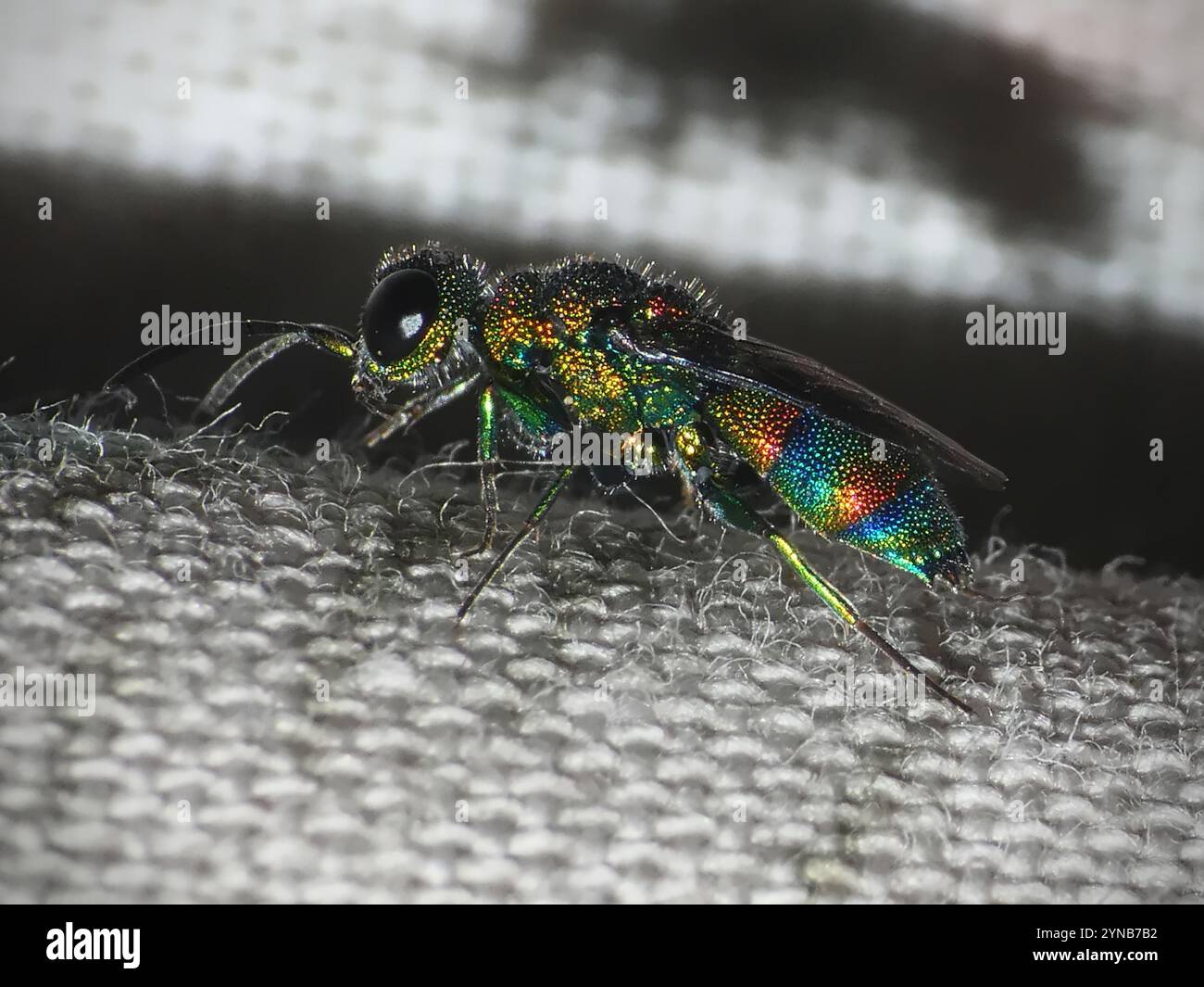 Rainbow cuckoo wasp (Chrysis mionii Stock Photo - Alamy