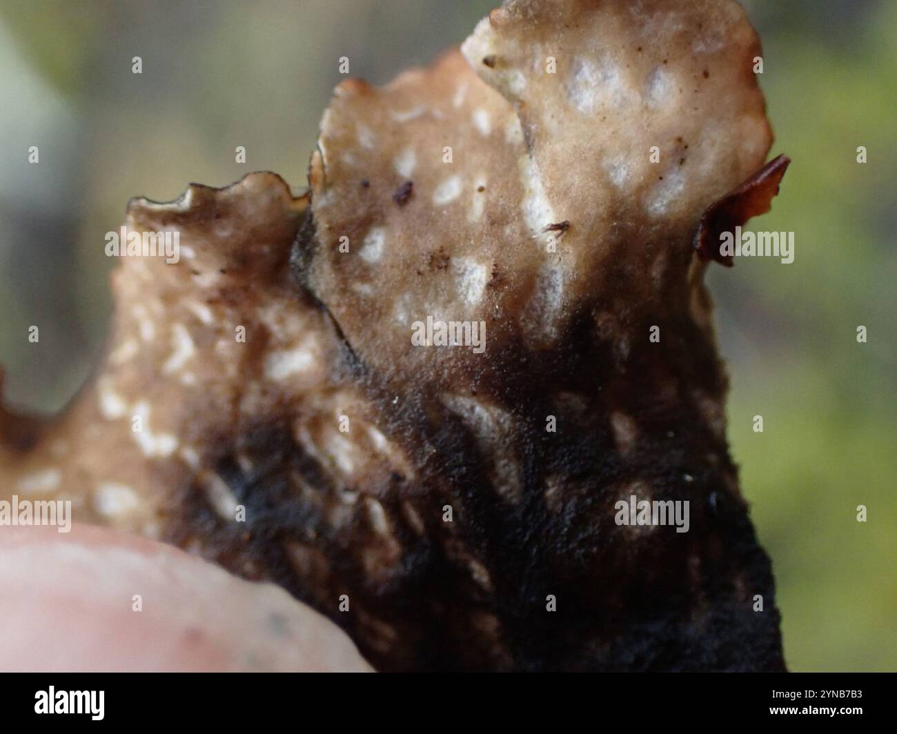 many-fruited pelt lichen (Peltigera polydactylon Stock Photo - Alamy