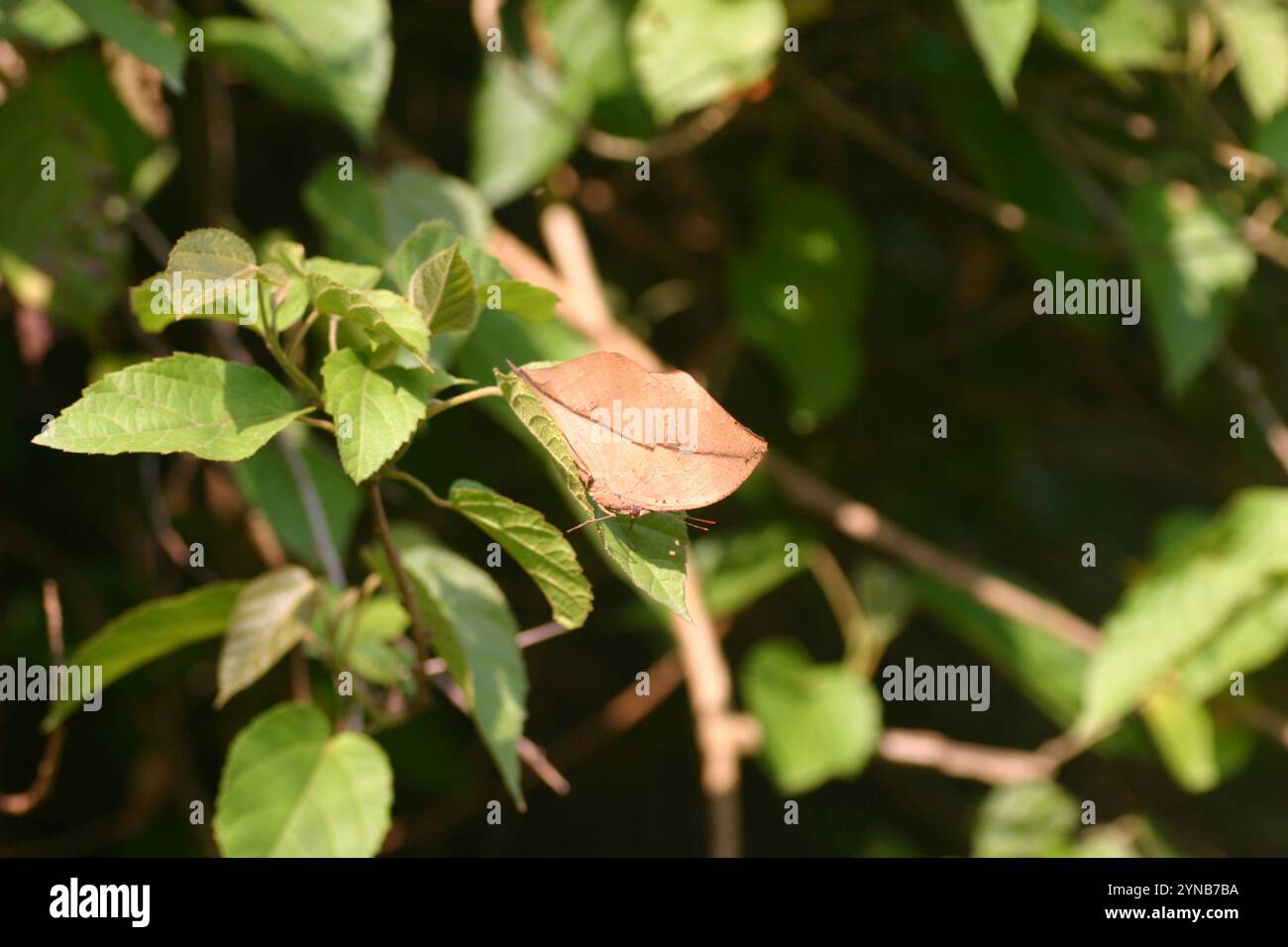 Orange Oakleaf (Kallima inachus Stock Photo - Alamy