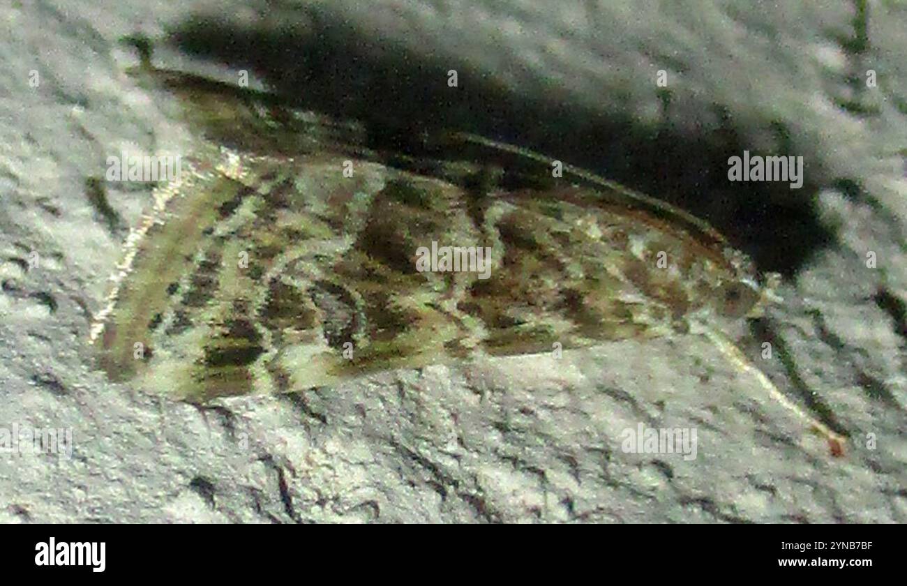 Old World Webworm (Hellula undalis Stock Photo - Alamy