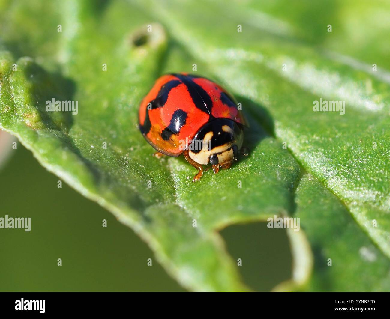 Zigzag ladybird hi-res stock photography and images - Alamy