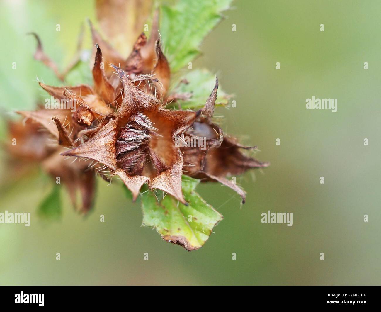 three-lobe false mallow (Malvastrum coromandelianum Stock Photo - Alamy