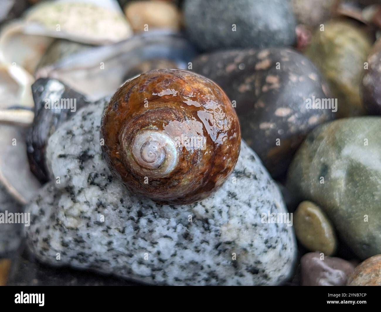 Tegula brunnea hi-res stock photography and images - Alamy