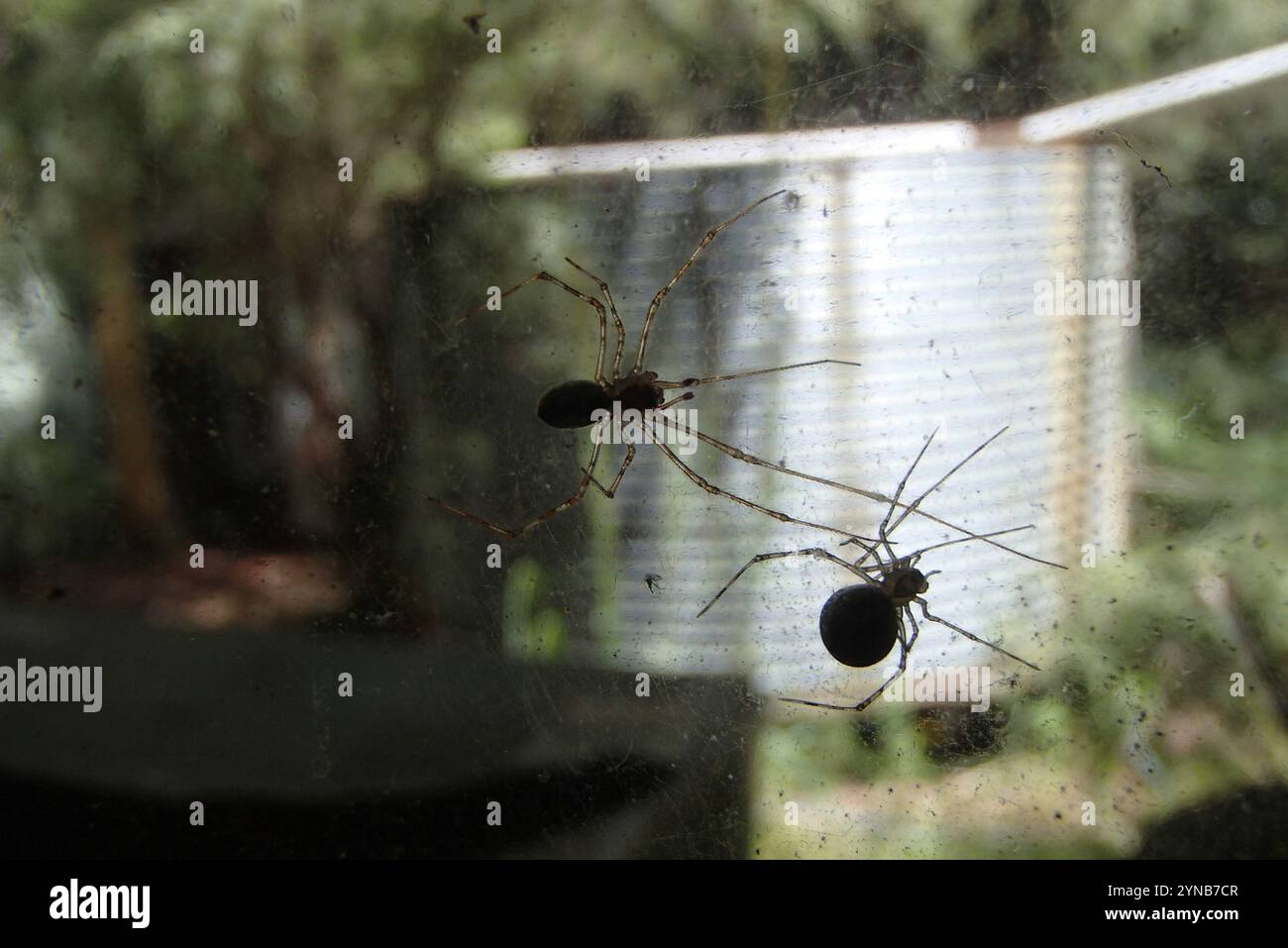 White porch spider (Cryptachaea gigantipes Stock Photo - Alamy