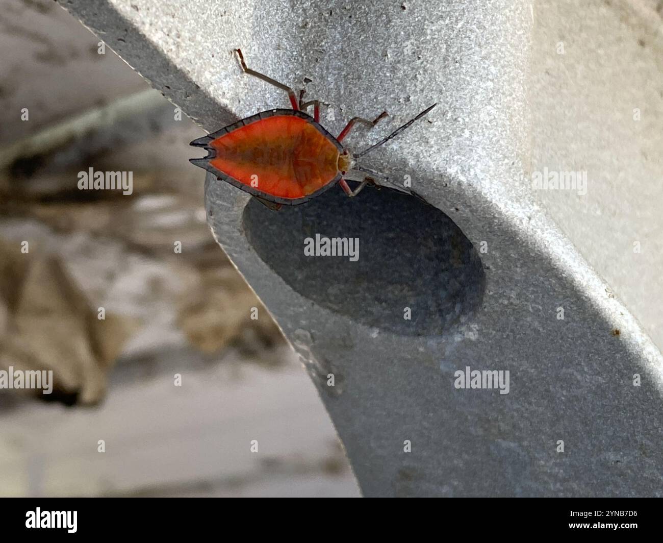 Lychee Stink Bug (Lyramorpha rosea Stock Photo - Alamy