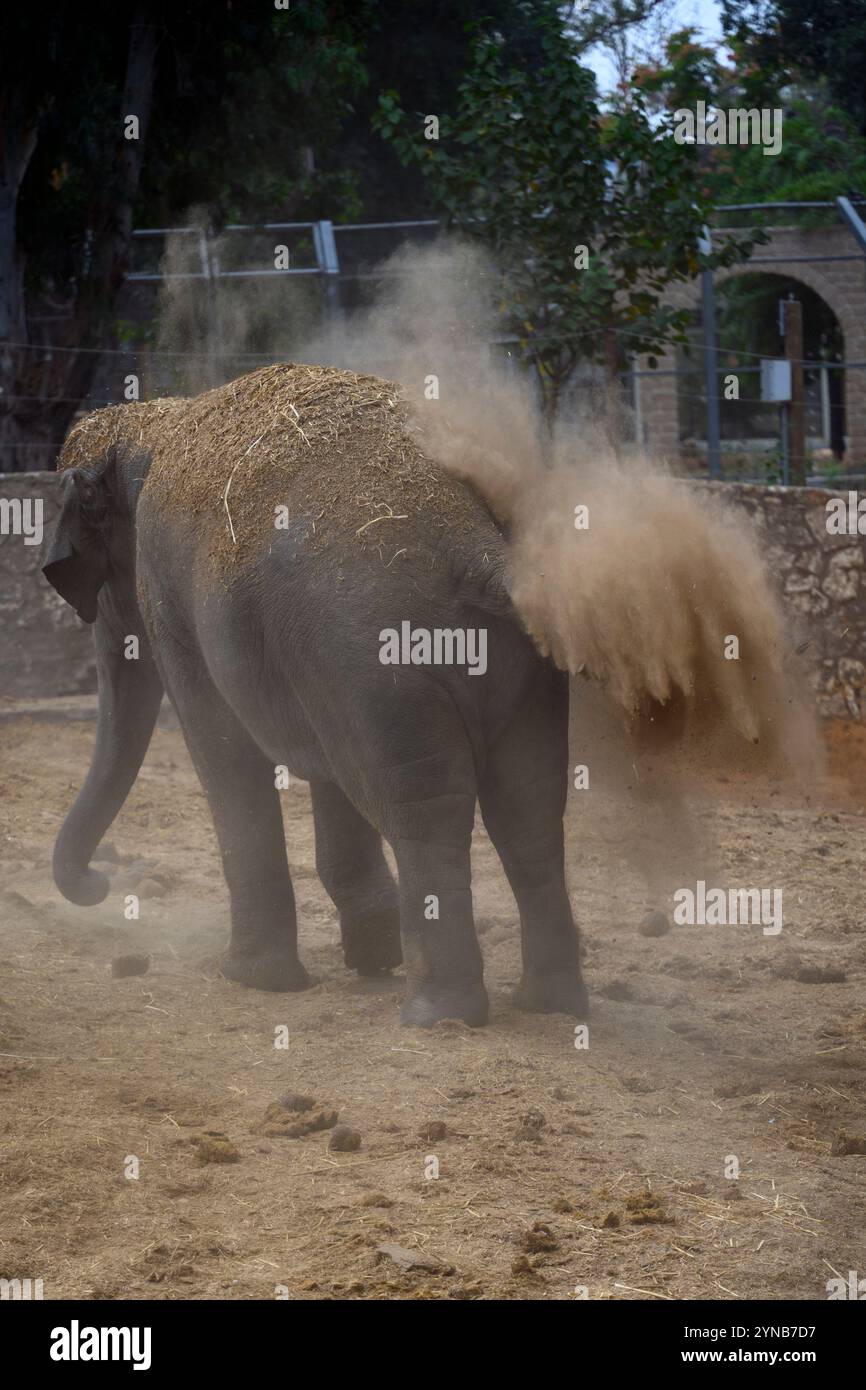 Asian elephant (Elephas maximus 4 years old), also known as the Asiatic ...