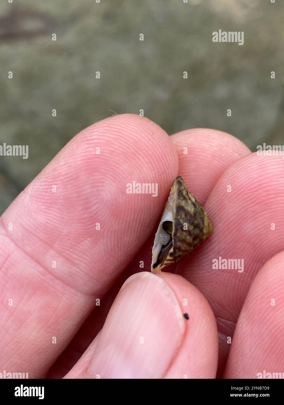 Striped-mouth Conniwink (Bembicium nanum Stock Photo - Alamy