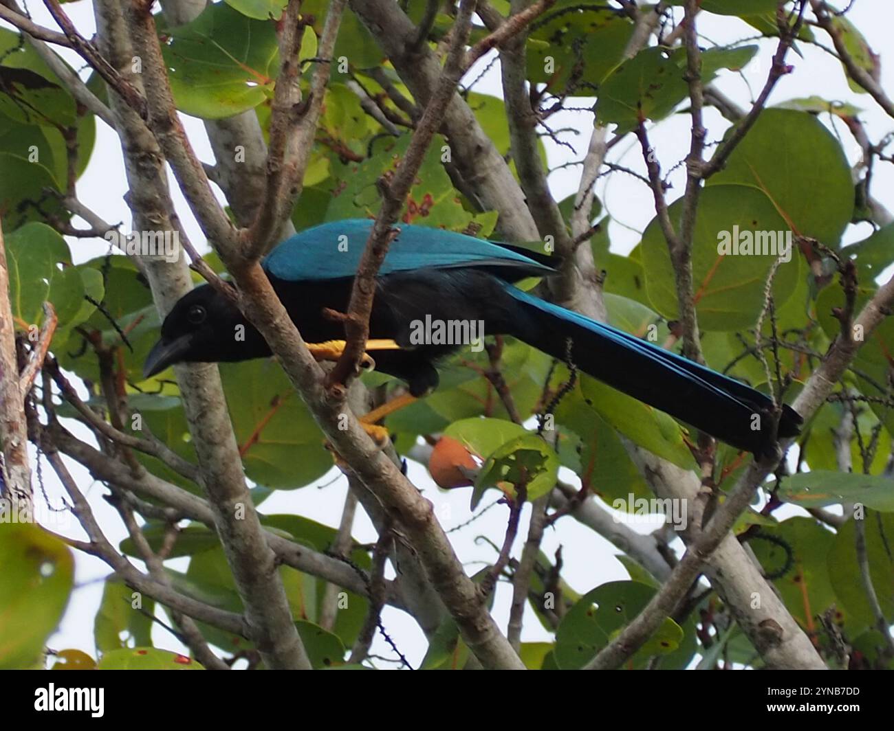 Cyanocorax yucatanicus hi-res stock photography and images - Alamy