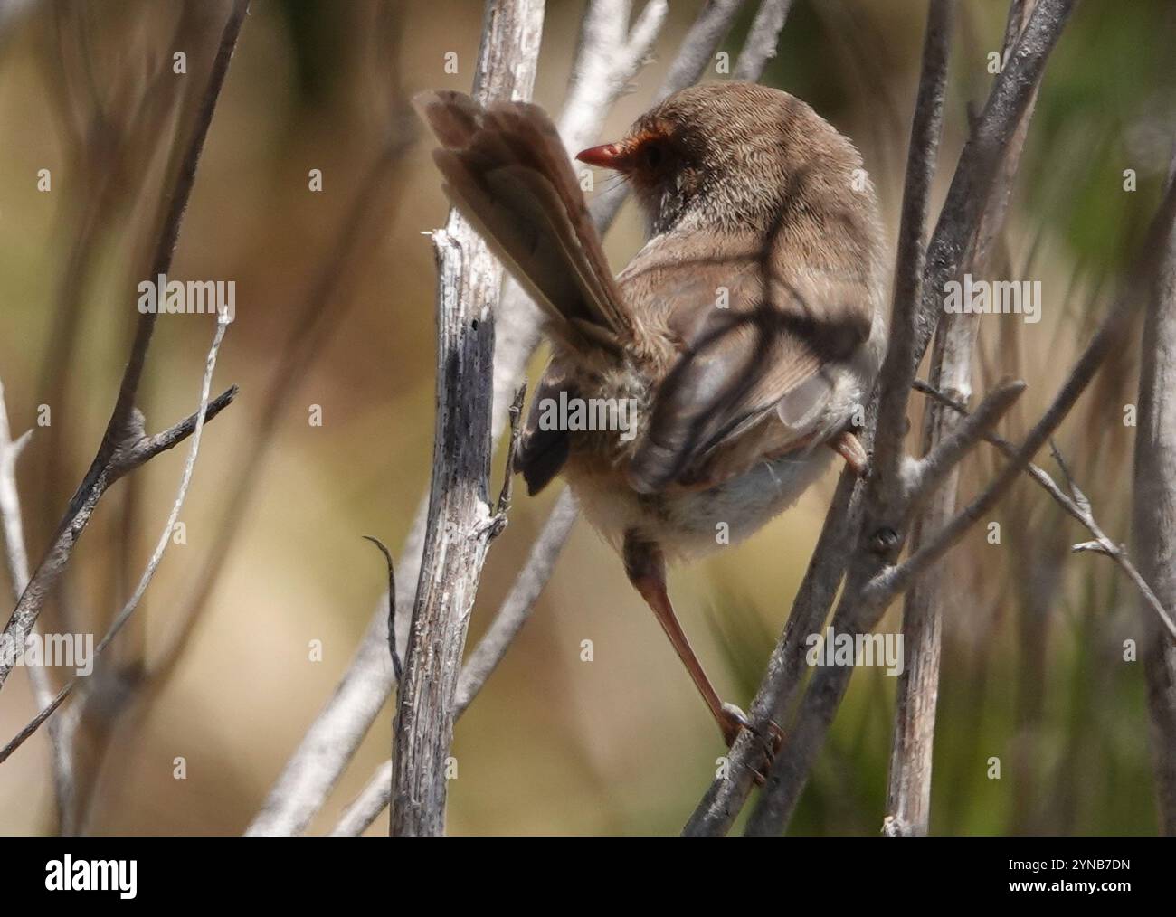 Superb Fairywren (Malurus cyaneus Stock Photo - Alamy
