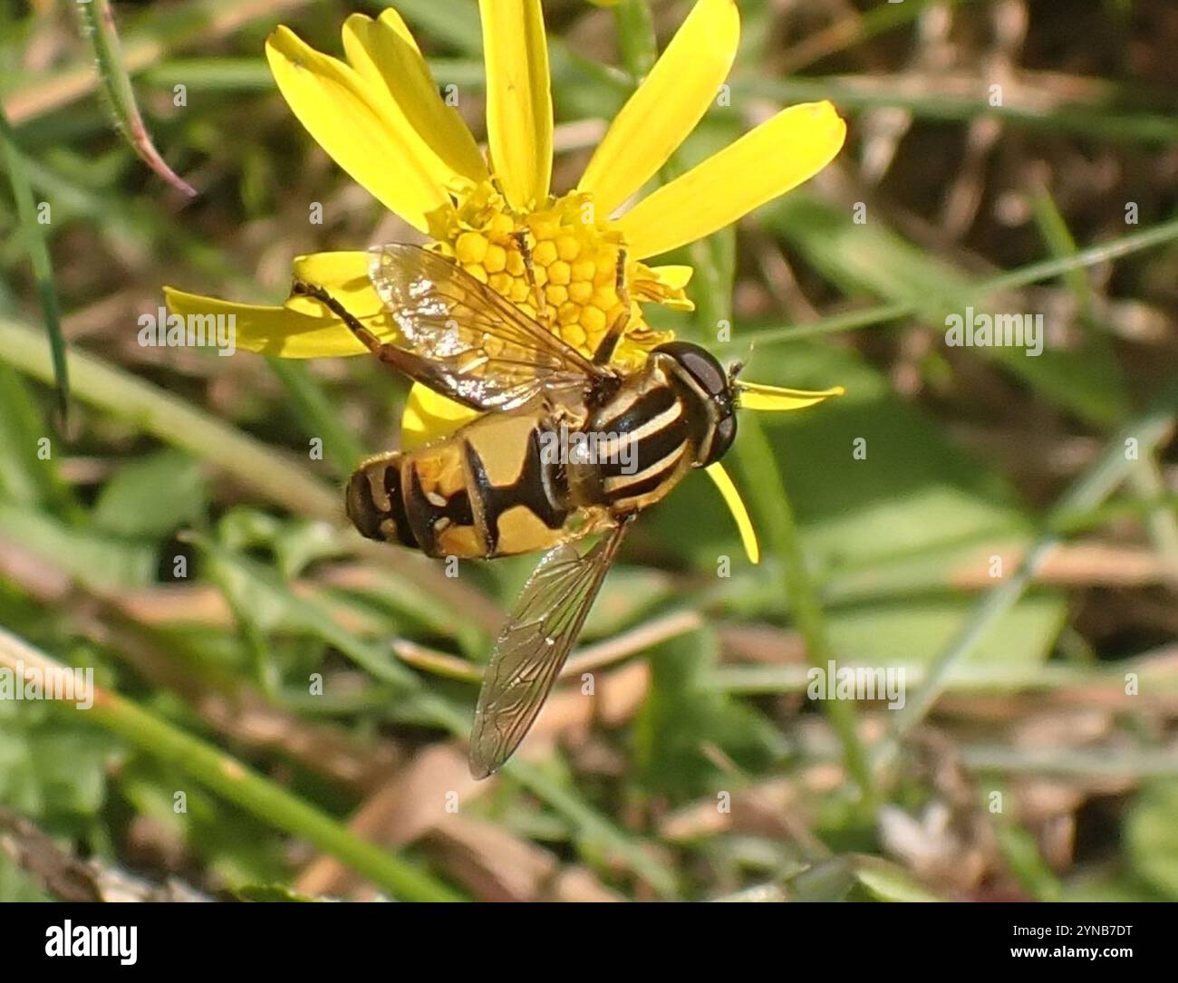 Sun Fly (Helophilus pendulus Stock Photo - Alamy