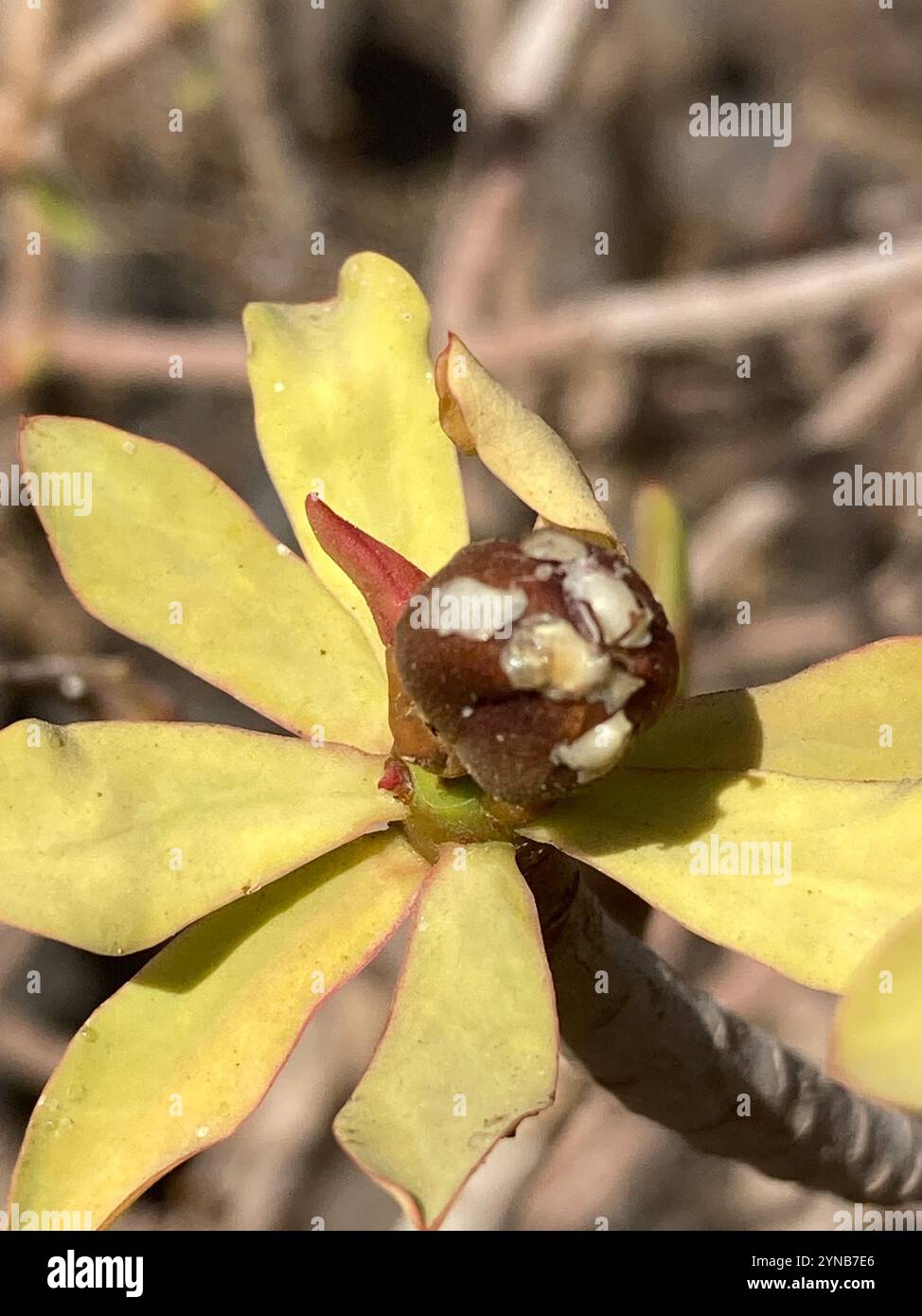 balsam spurge (Euphorbia balsamifera Stock Photo - Alamy