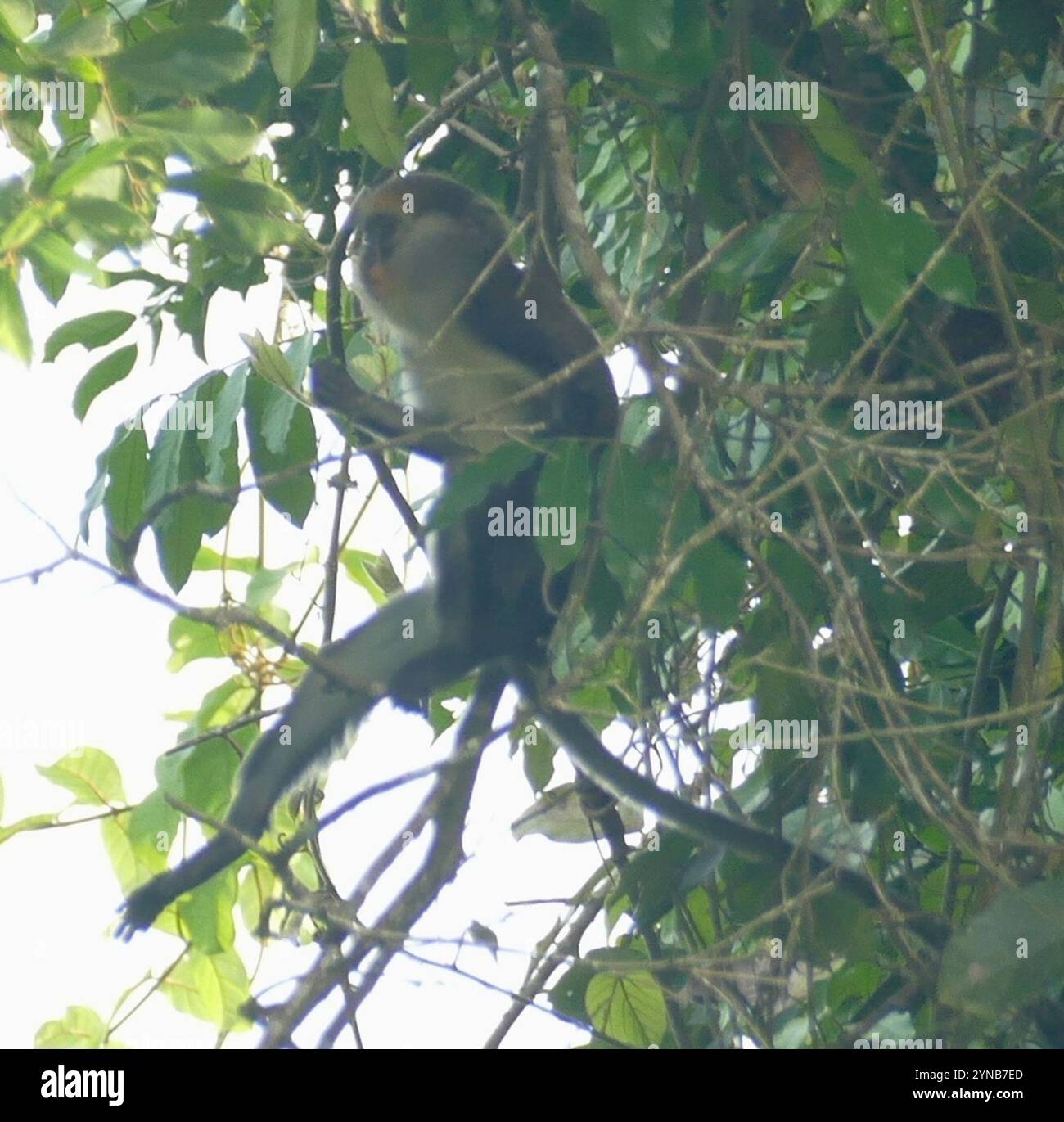 Lowe's Monkey (Cercopithecus lowei Stock Photo - Alamy