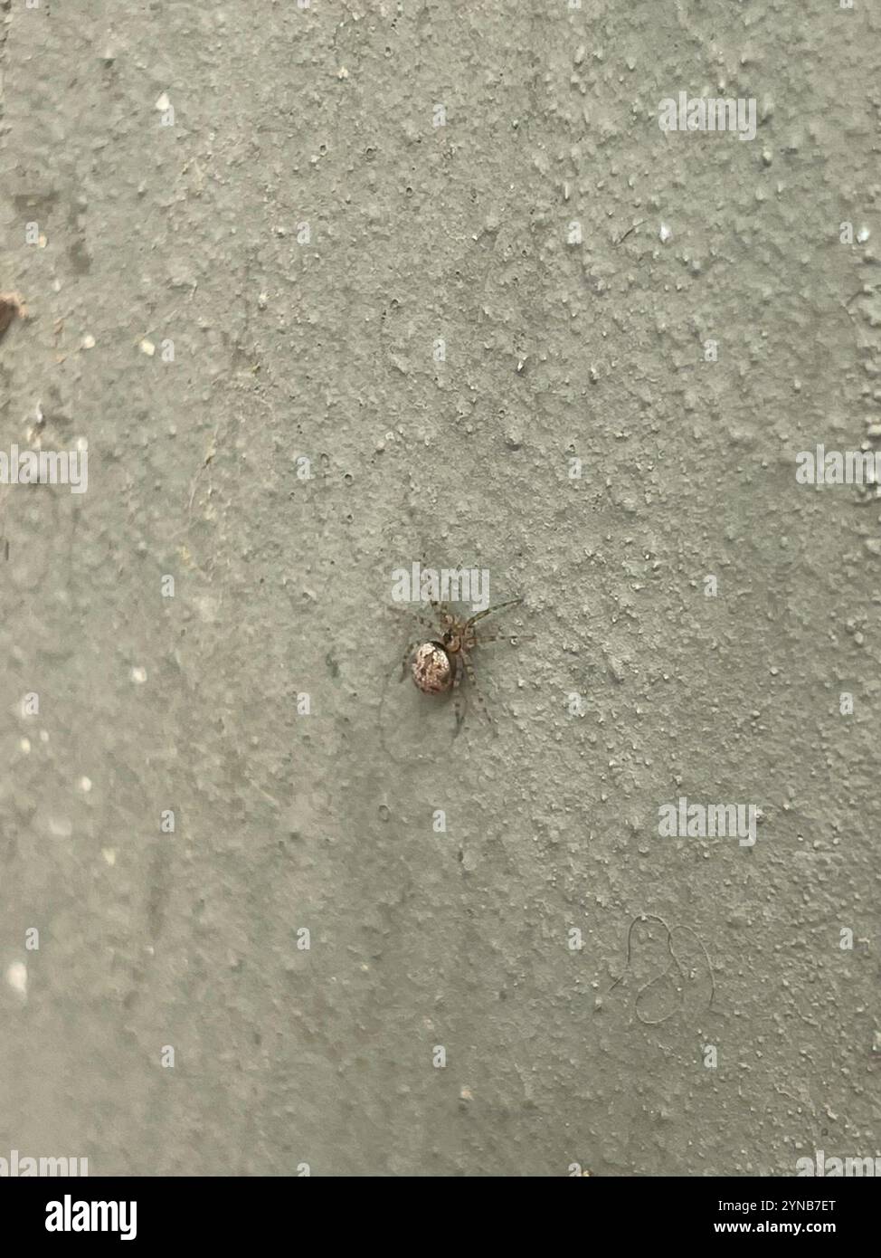 Oecobius navus hi-res stock photography and images - Alamy