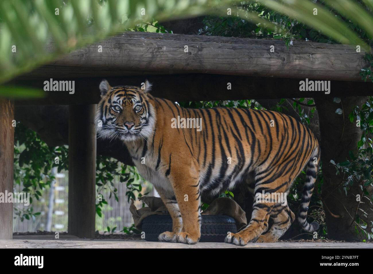 Sumatran tiger Panthera tigris sondaica ببر photographed at the "Safari ...