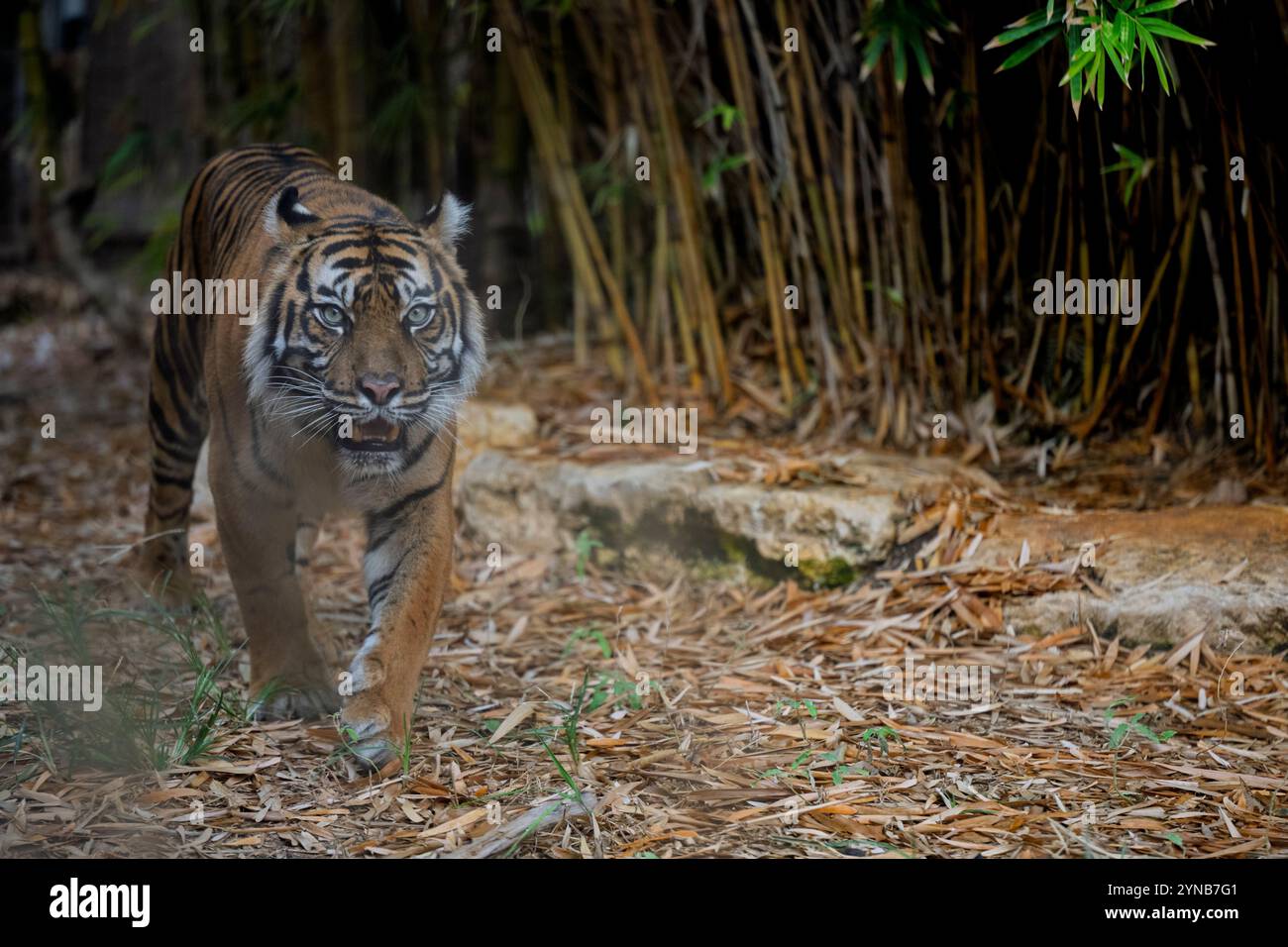 Sumatran tiger Panthera tigris sondaica ببر photographed at the "Safari ...