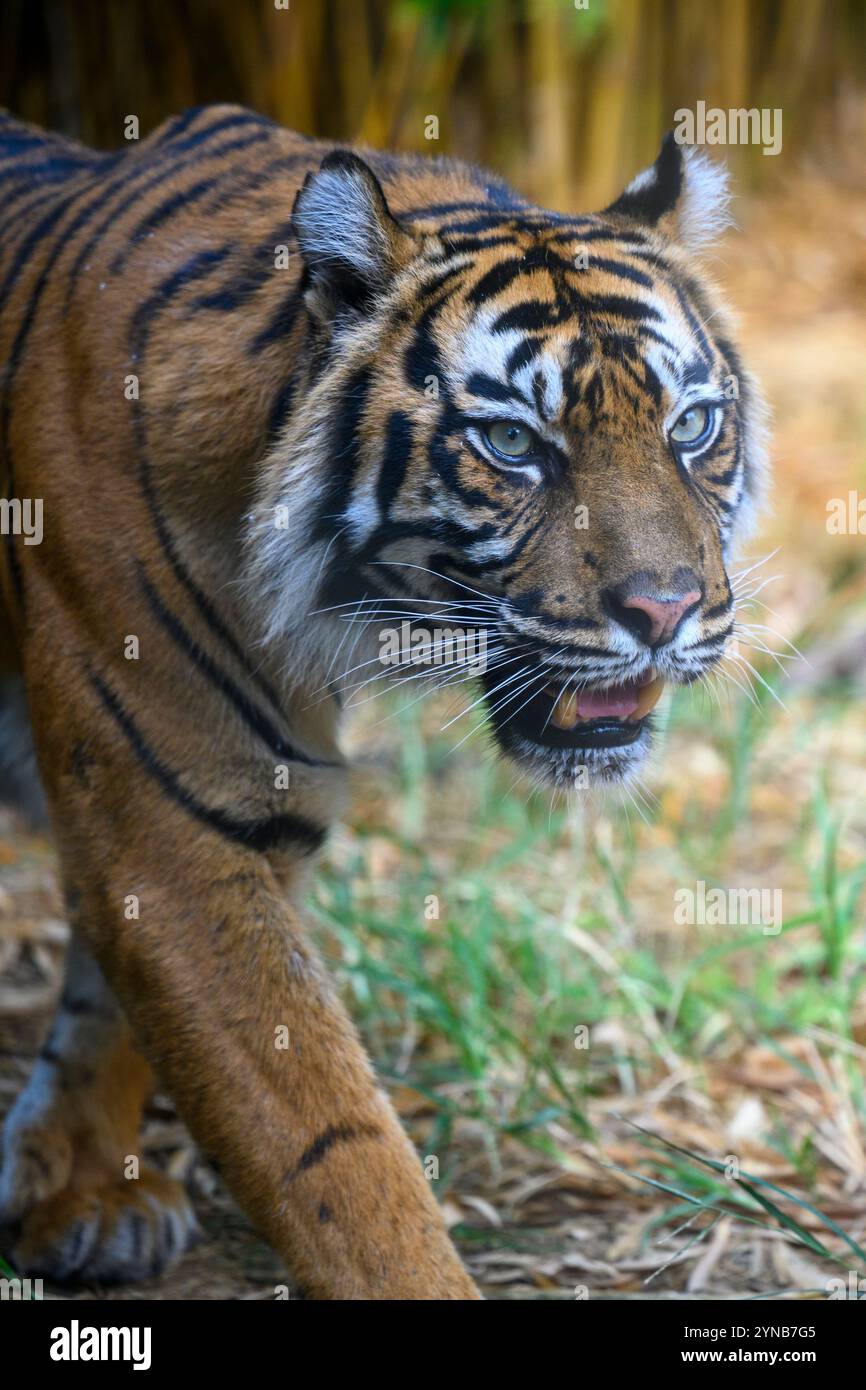 Sumatran tiger Panthera tigris sondaica ببر photographed at the "Safari ...
