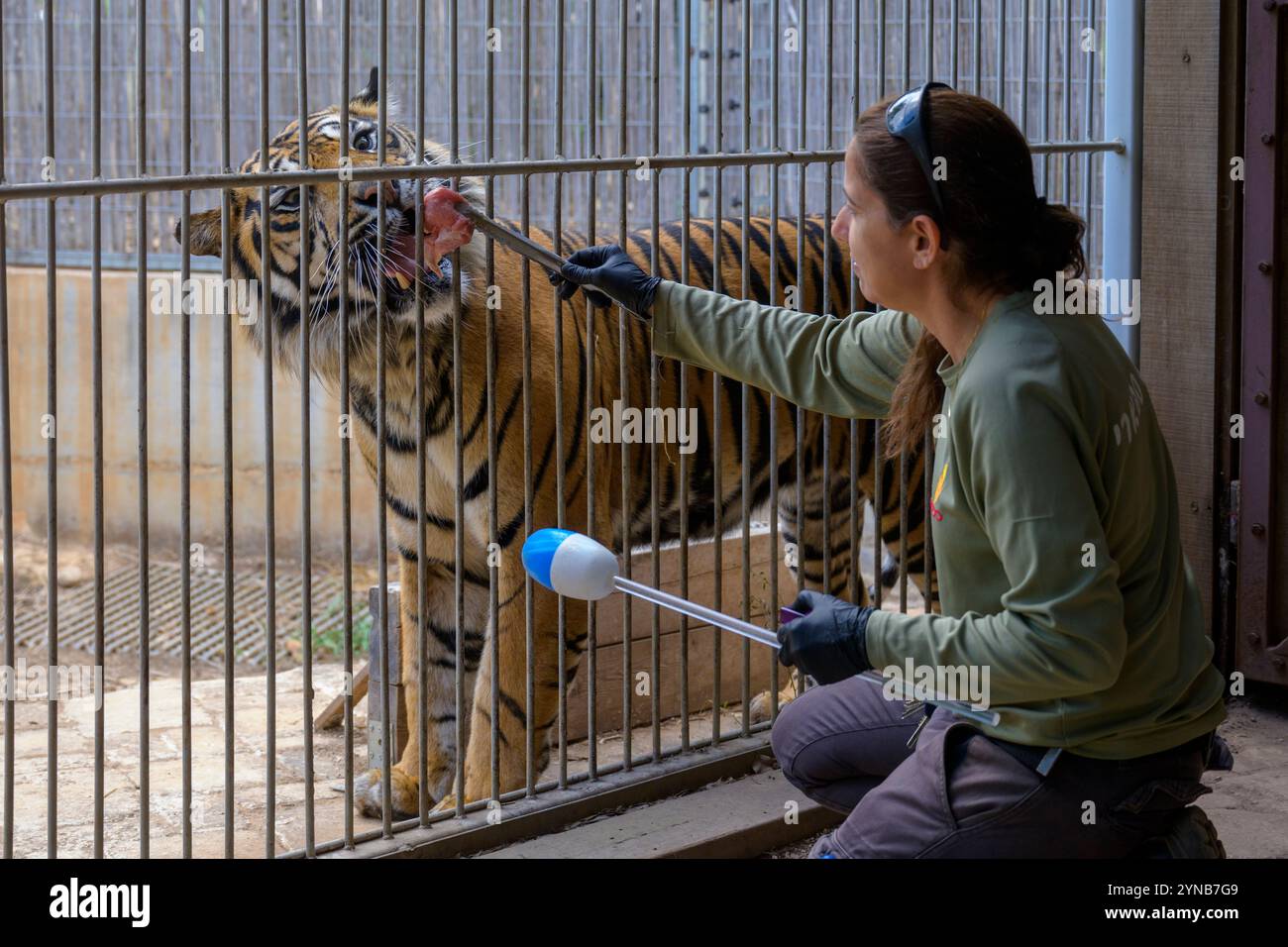 Ramat Gan Safri Zoo keeper goes through Target Training for Husbandry ...