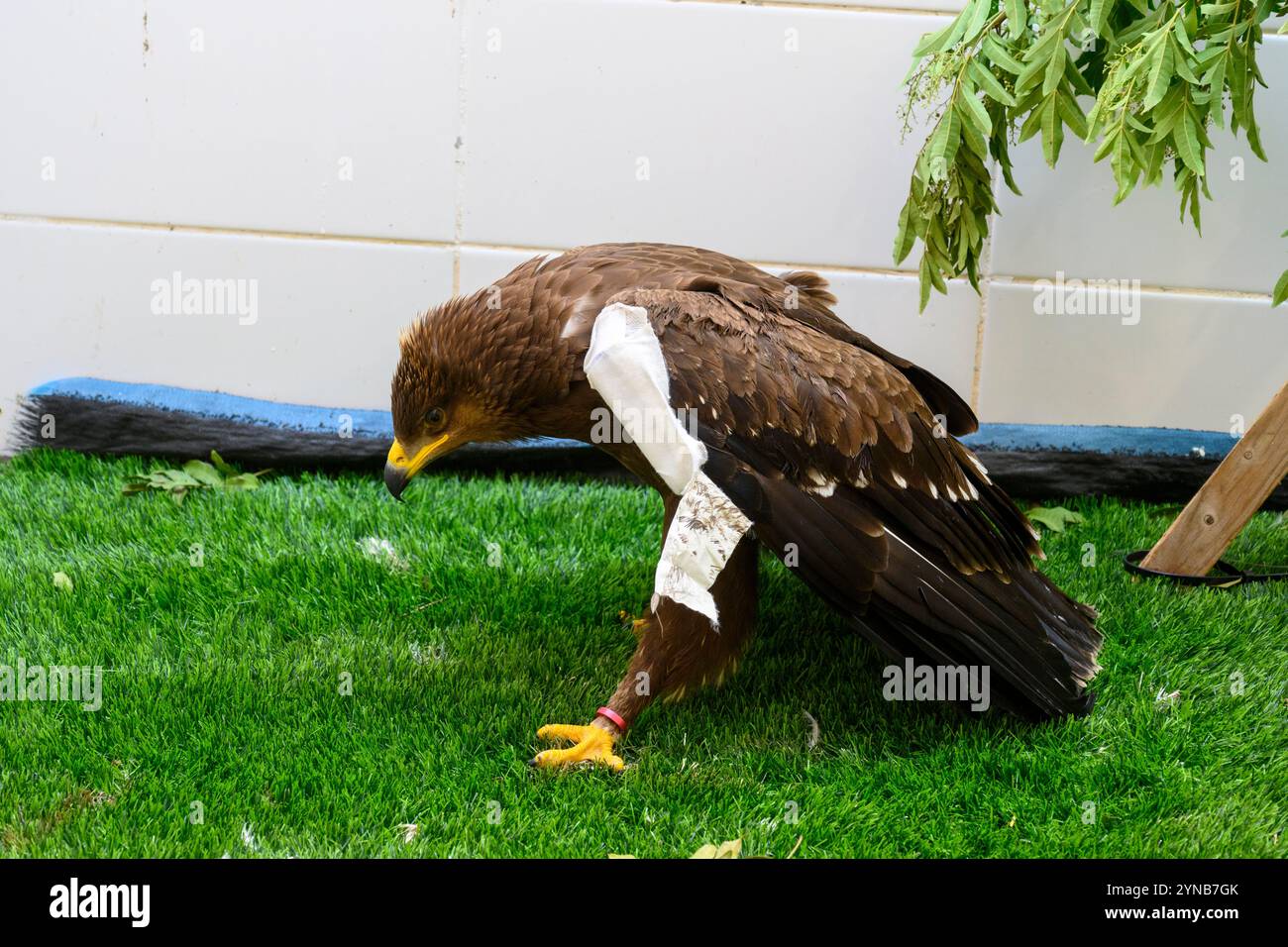 Medical staff at the veterinary wildlife hospital have bandaged a wounded lesser spotted eagle ...