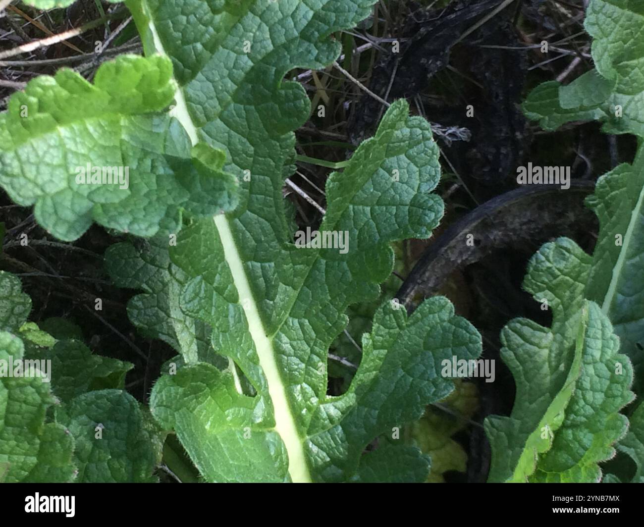 Wavyleaf mullein hi-res stock photography and images - Alamy