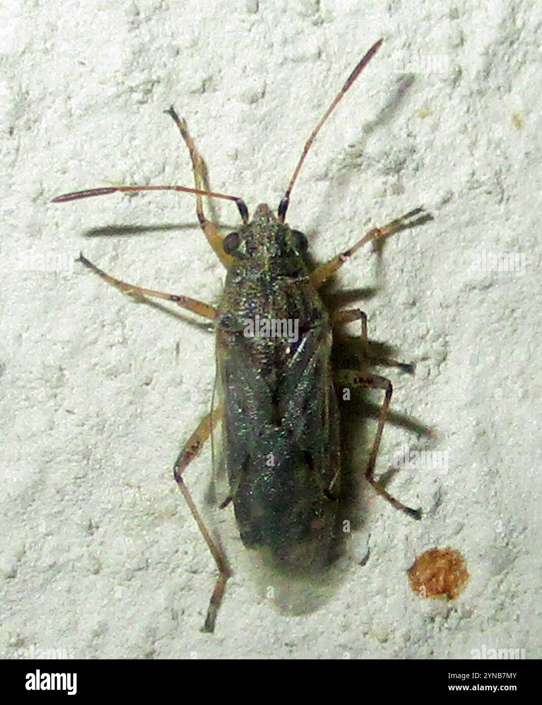 False chinch bugs (Nysius Stock Photo - Alamy