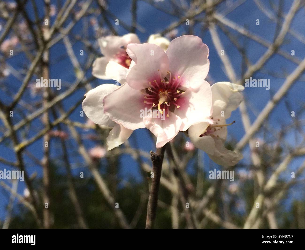 Almond (Prunus amygdalus Stock Photo - Alamy