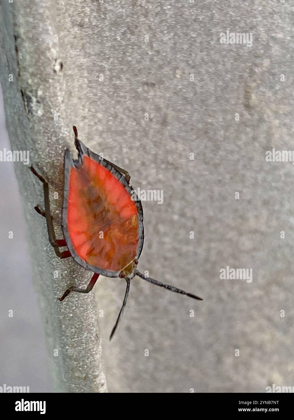 Lychee Stink Bug (Lyramorpha rosea Stock Photo - Alamy