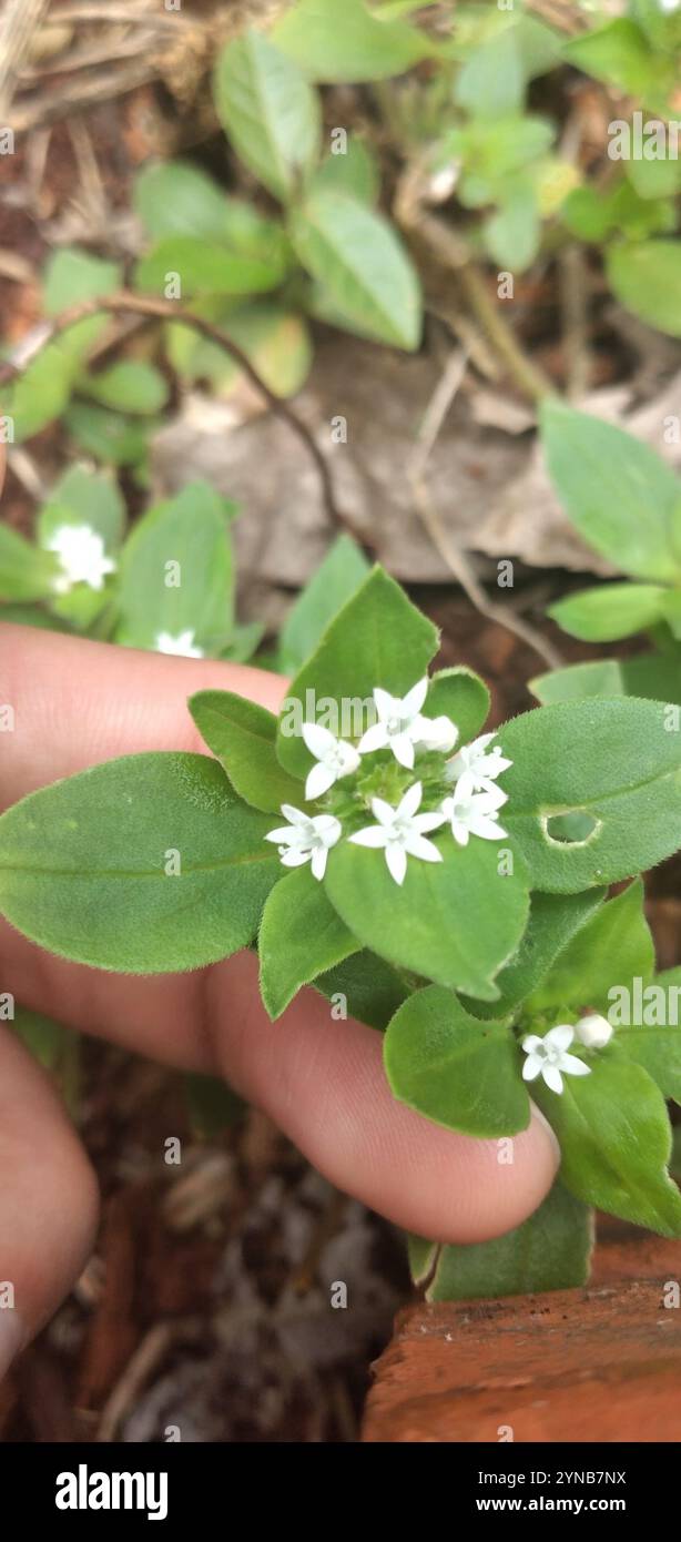 Tropical Mexican Clover (Richardia brasiliensis Stock Photo - Alamy
