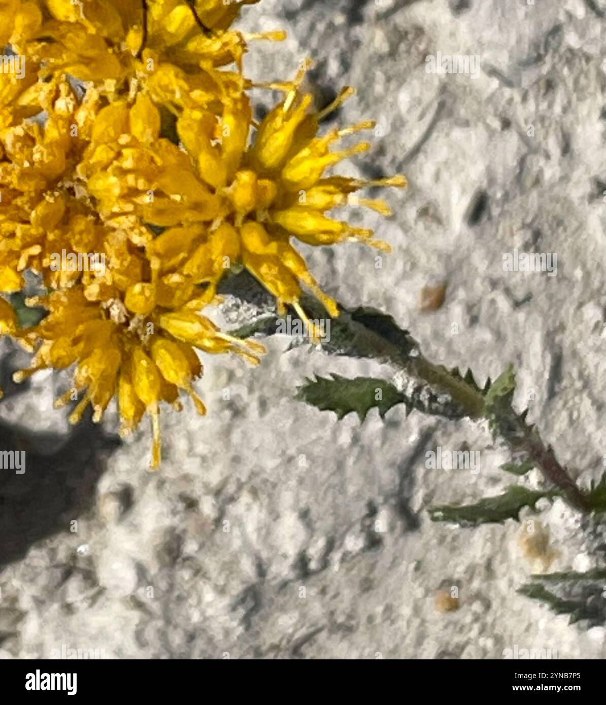 Coastal Goldenbush (Isocoma menziesii Stock Photo - Alamy