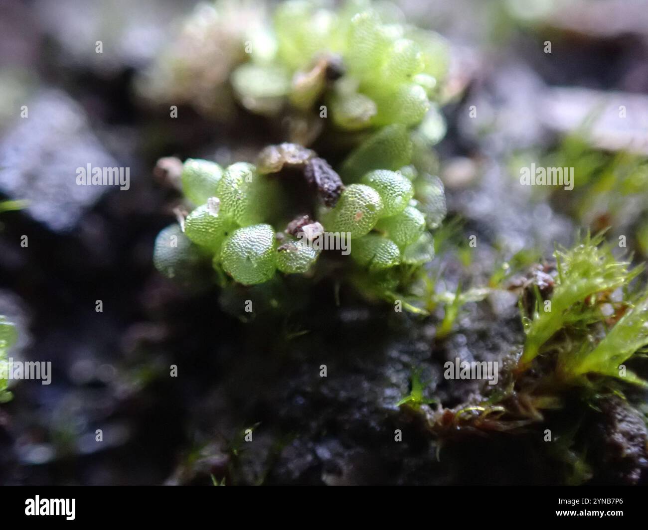 Texas Balloonwort (Sphaerocarpos texanus Stock Photo - Alamy