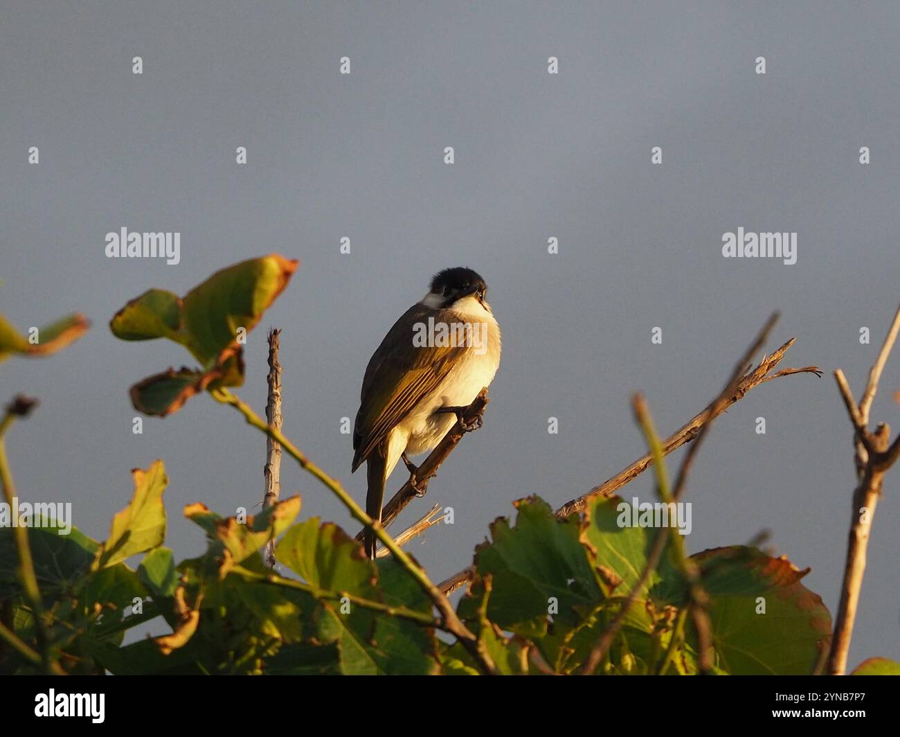 Styan's Bulbul (Pycnonotus taivanus Stock Photo - Alamy