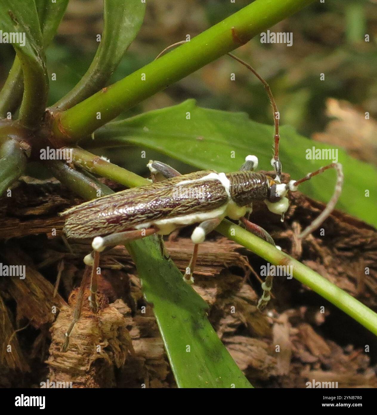 Lemon tree borer hi-res stock photography and images - Alamy