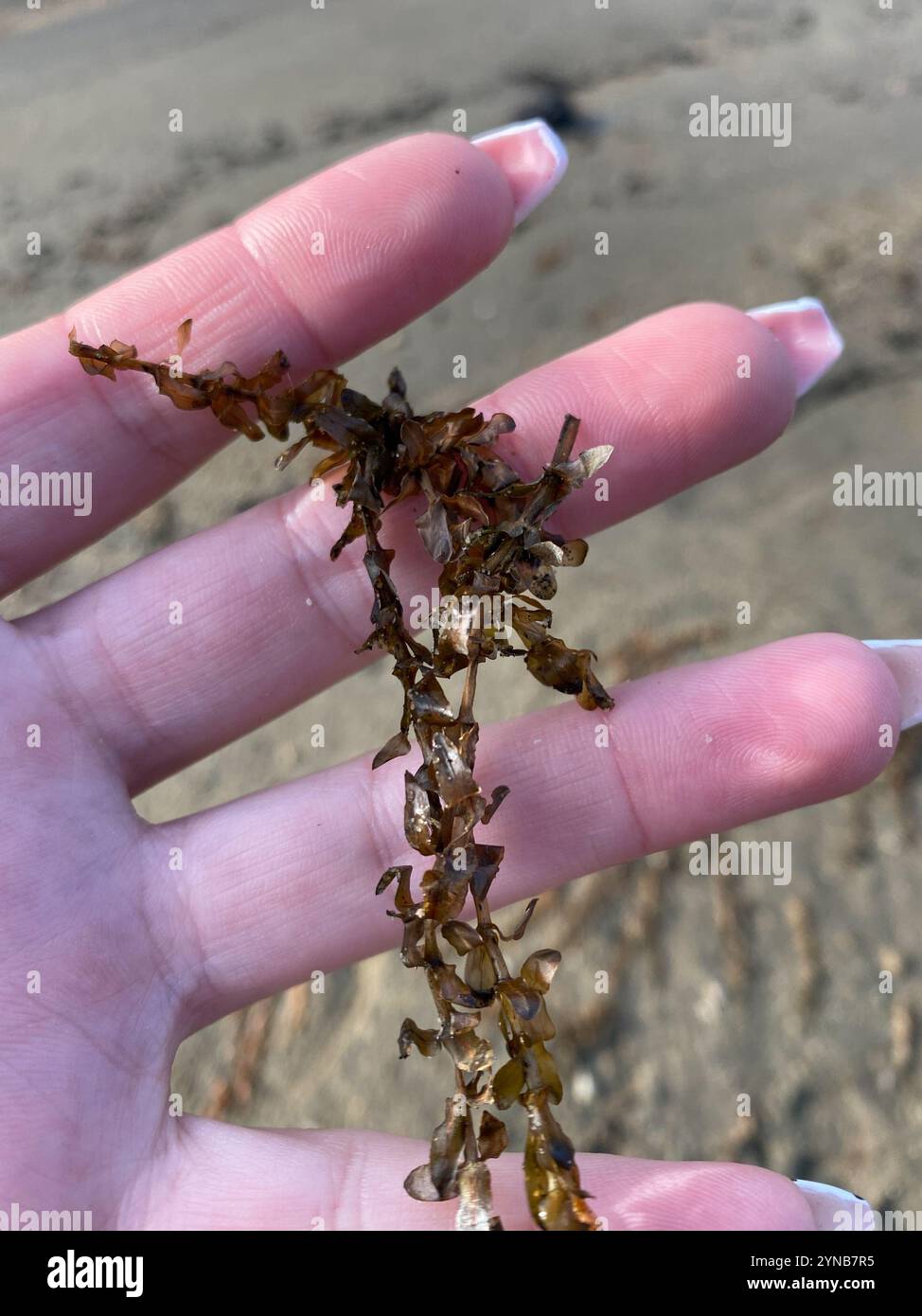 Canadian Waterweed (Elodea canadensis Stock Photo - Alamy