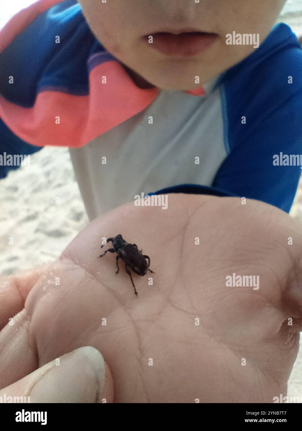 True Weevils (Curculionidae Stock Photo - Alamy