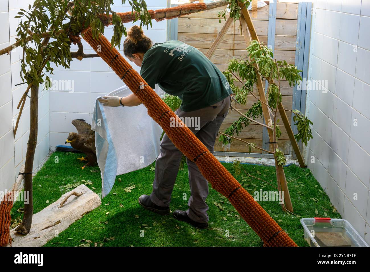 Inbal of the veterinary staff is catching a wounded lesser spotted ...