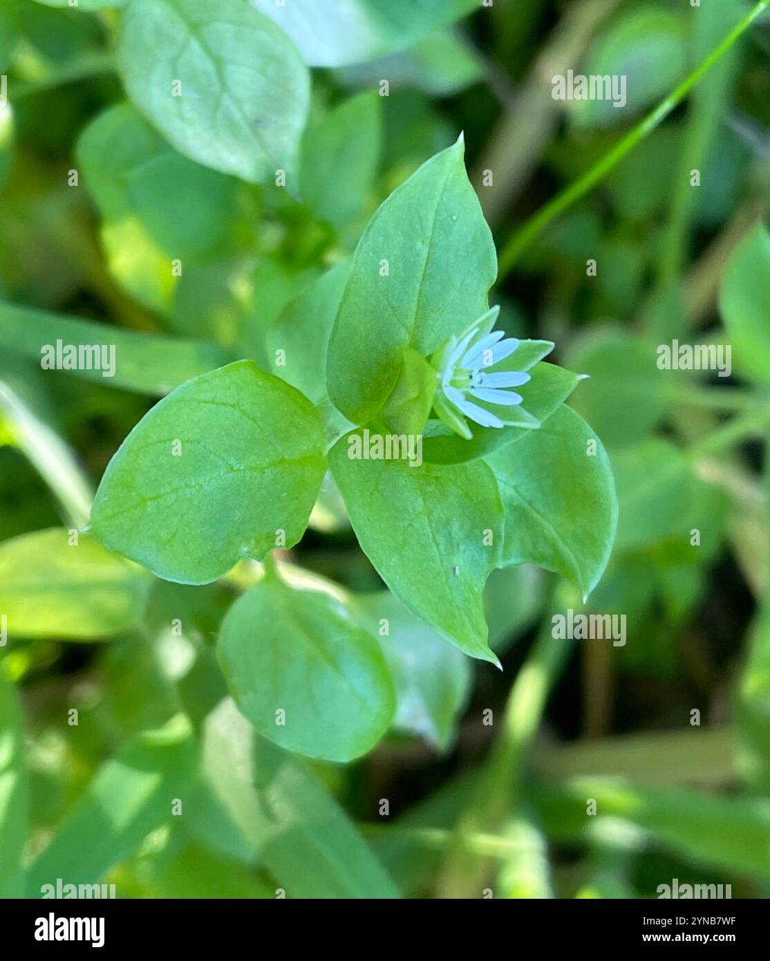 common chickweed (Stellaria media Stock Photo - Alamy