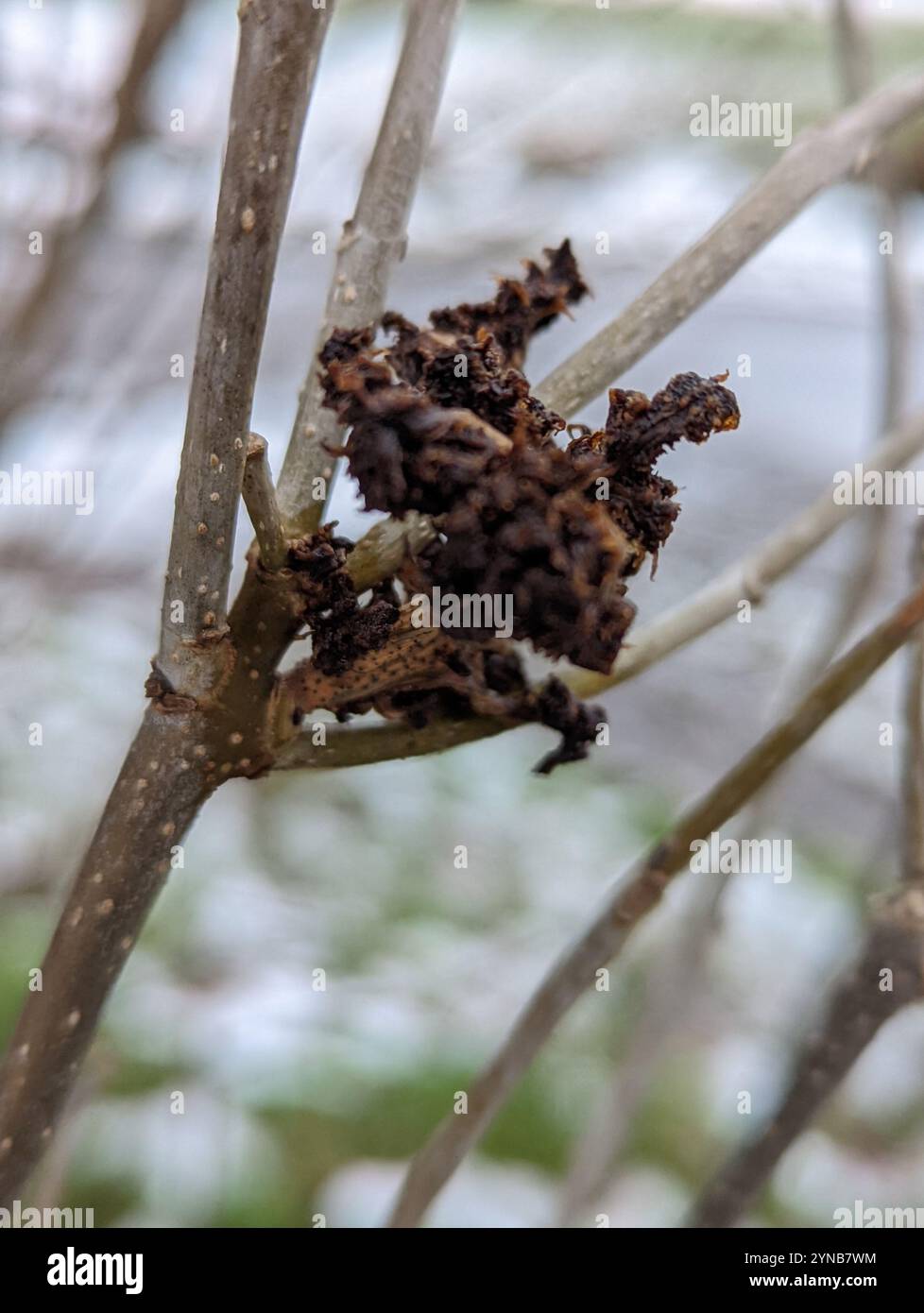 Ash Flower Gall Mite (Aceria fraxiniflora Stock Photo - Alamy
