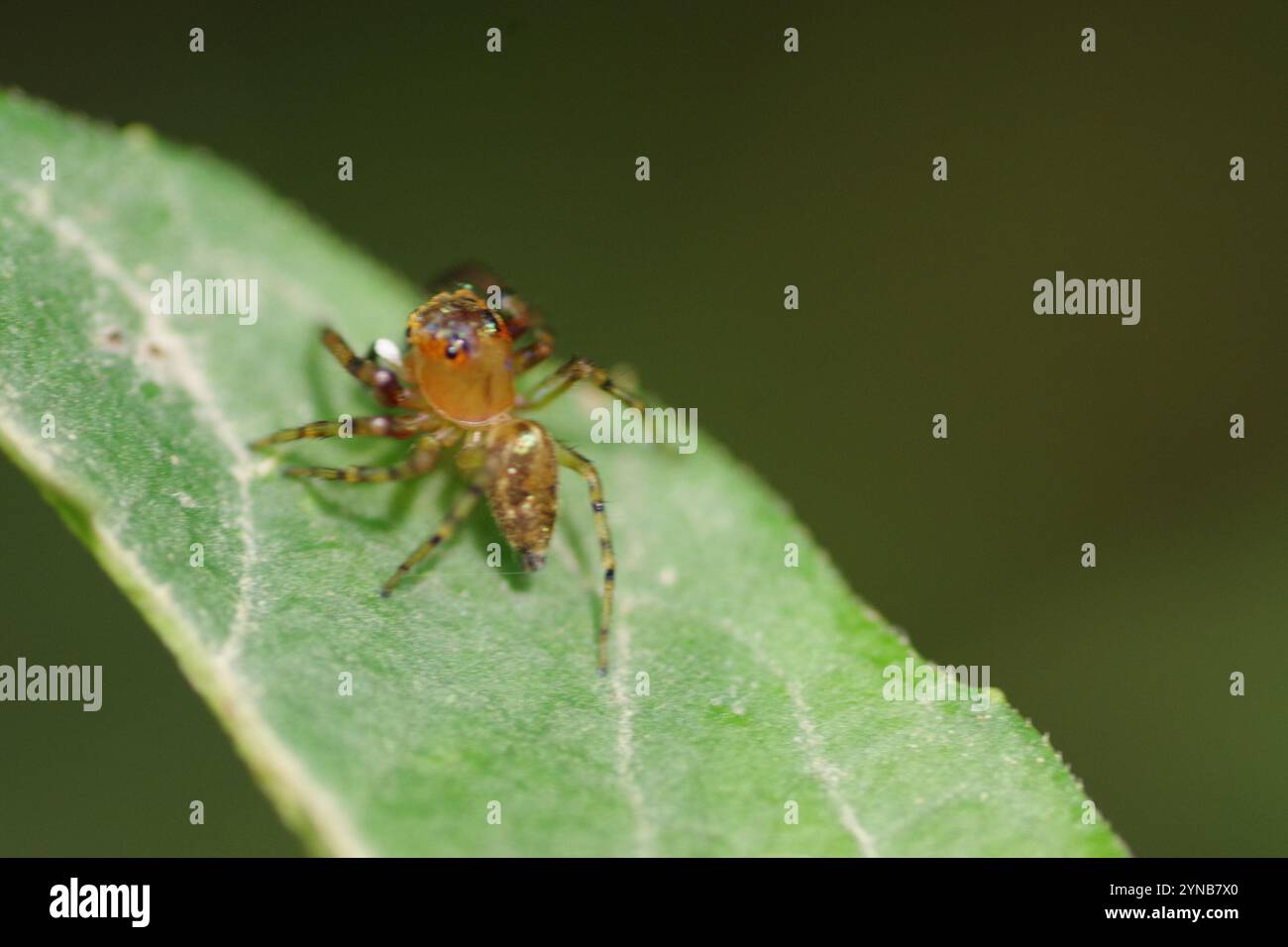 Jumping Spiders (Salticidae Stock Photo - Alamy