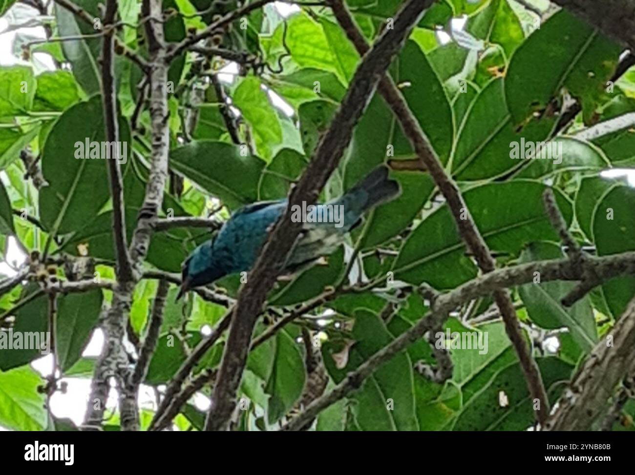 Blue Dacnis (Dacnis cayana Stock Photo - Alamy